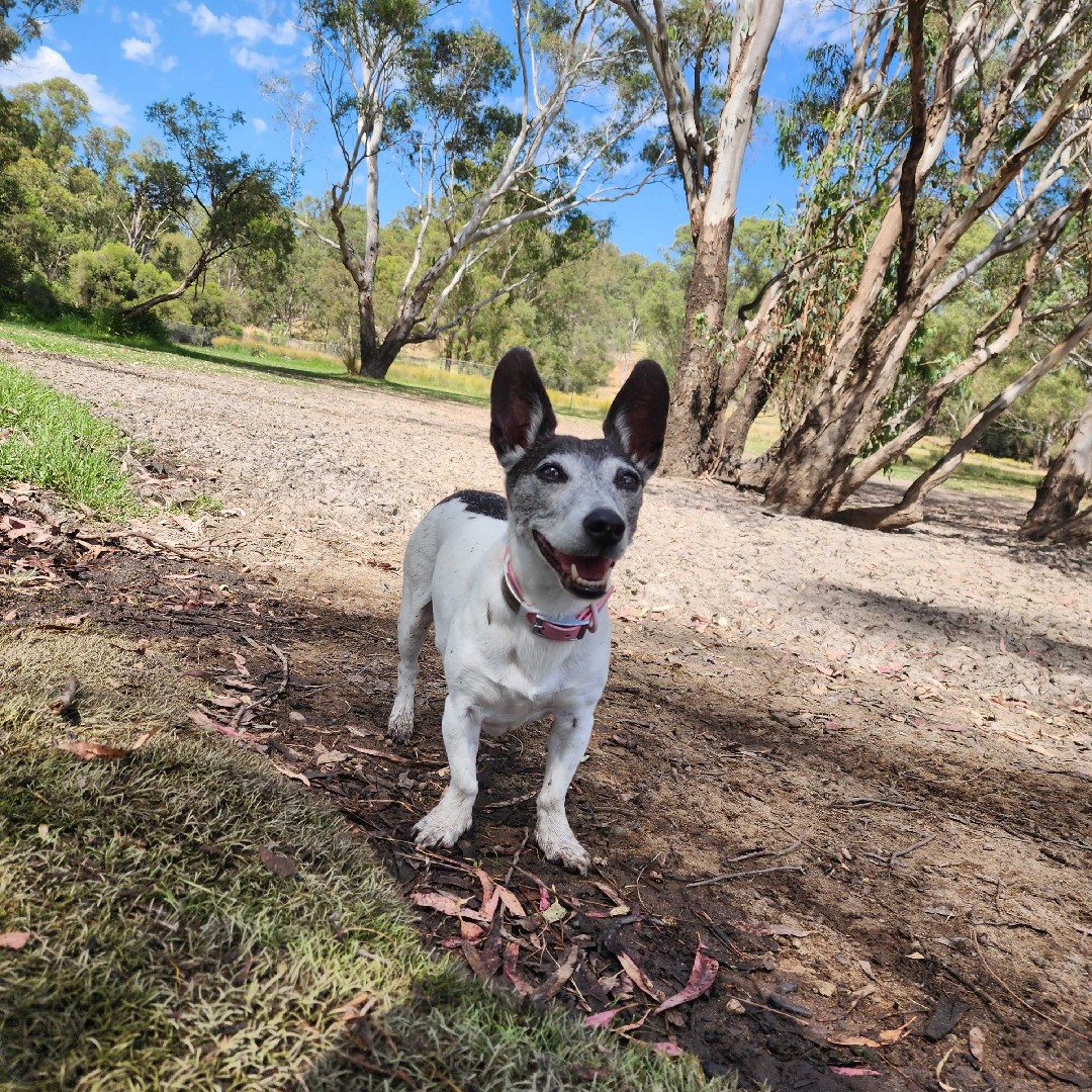 Rent Private Off-Leash Dog Park in HENLEY BROOK WA | Sniffari on Swan