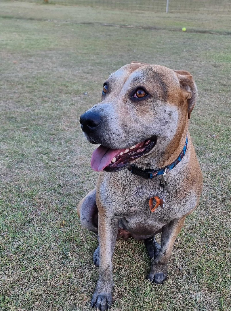 Rent Private Off-Leash Dog Park in HENLEY BROOK WA | Sniffari on Swan